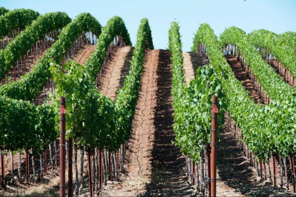 San Francisco: Napa Valley Half-Day Wine Tour with Tastings - Exploring the San Francisco: Napa Valley Half-Day Wine Tour with Tastings