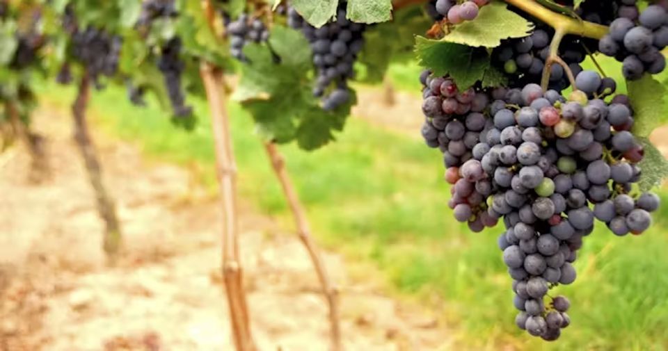 San Francisco: Napa Valley Half-Day Wine Tour with Tastings - The Experience from the Reviews