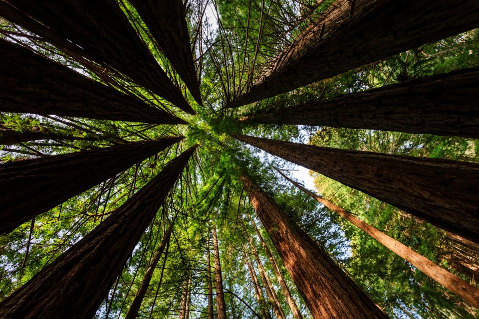 San Francisco: Private Muir Woods and Sausalito Tour - Key Points