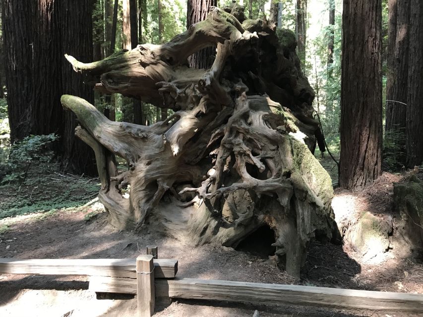 San Francisco: Private Muir Woods and Sausalito Tour - The Journey to Muir Woods and Sausalito: What to Expect