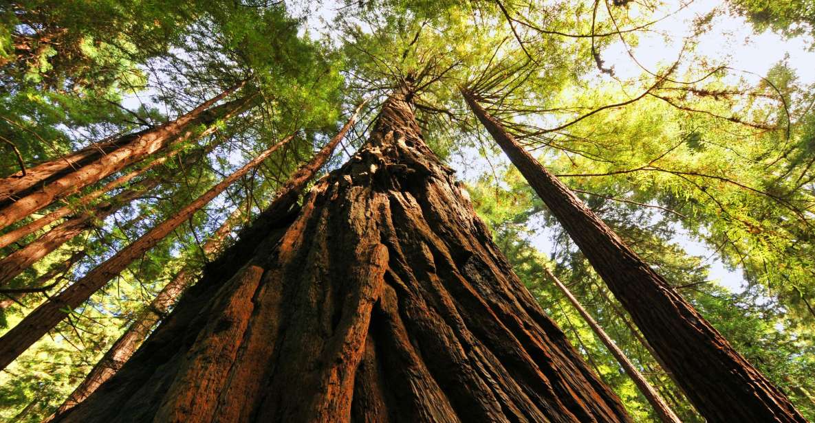San Francisco: Private Muir Woods and Sausalito Tour - What Makes This Tour Stand Out?