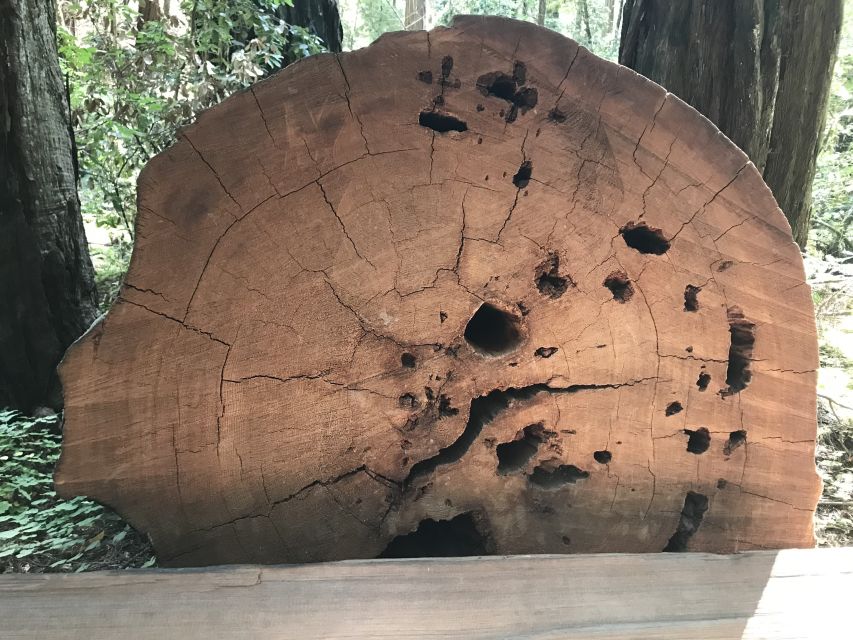 San Francisco: Private Muir Woods and Sausalito Tour - Is This Tour Right for You?