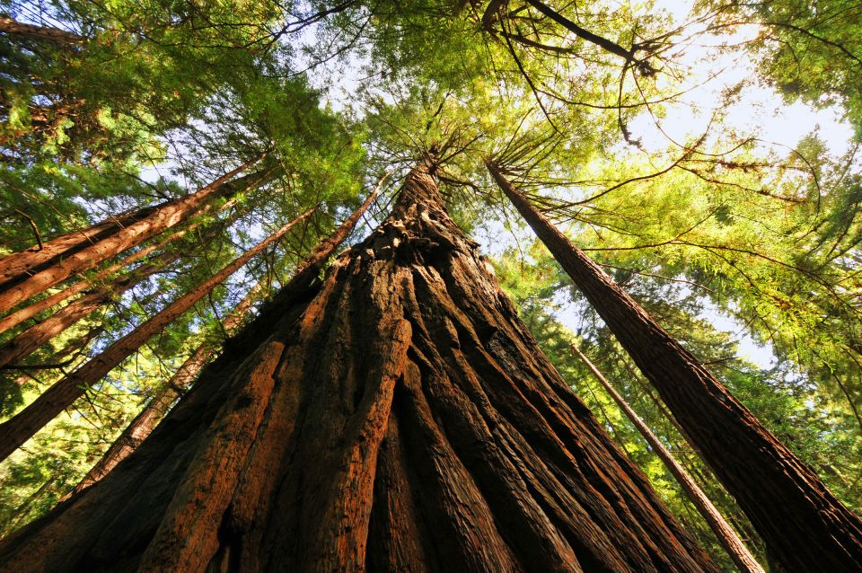 San Francisco: Private Muir Woods and Sausalito Tour - The Sum Up: Why Choose This Tour?