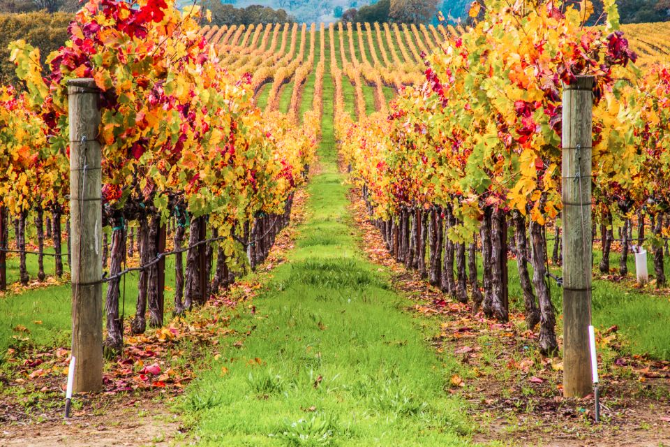 San Francisco: Sonoma Wine Country Tour with Tastings - Who Is This Tour Best For?