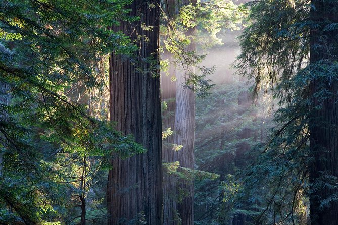 San Francisco Super Saver: Grand City Tour plus Muir Woods & Sausalito Day Trip - Who Should Consider This Tour?