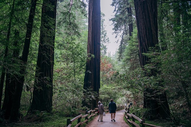 San Francisco Super Saver: Muir Woods & Wine Country w/ optional Gourmet Lunch - What Does the Price Reflect?