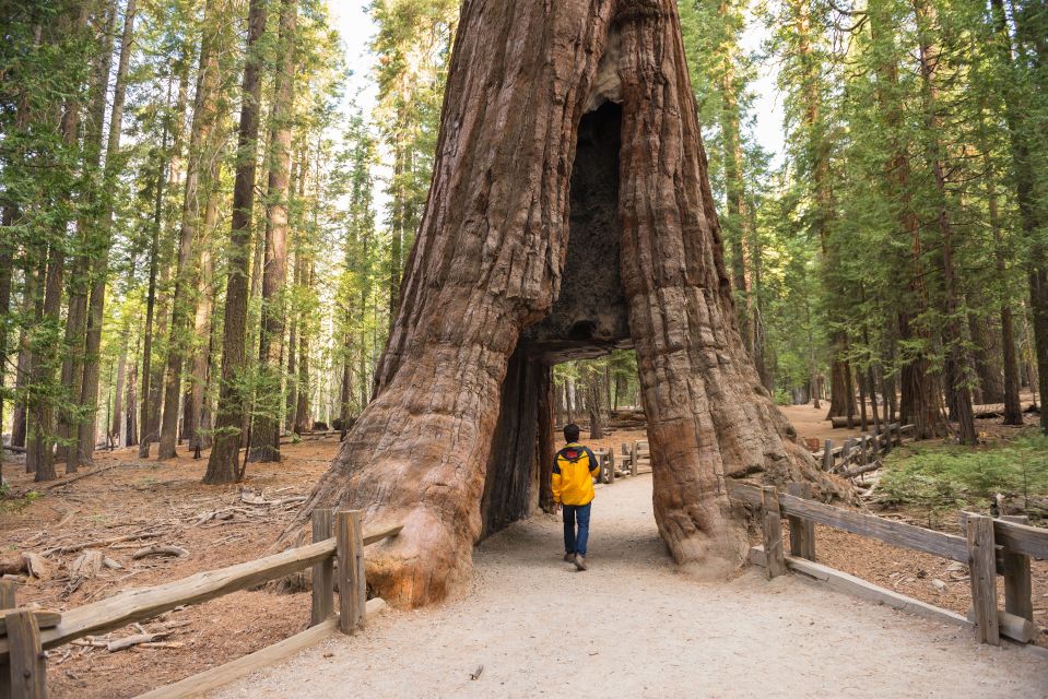 San Francisco to/from Yosemite National Park: 1-Way Transfer - Why Choose This Yosemite Transfer?