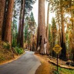 San Francisco to Los Angeles: California Parks Highlights Tour - Transport, Accommodation, and Value