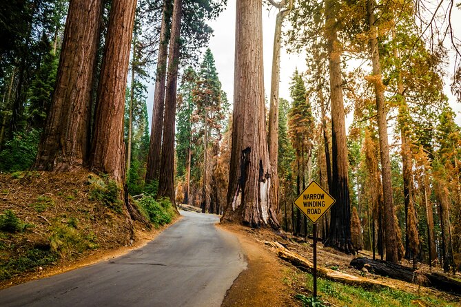 San Francisco to Los Angeles: California Parks Highlights Tour - Transport, Accommodation, and Value