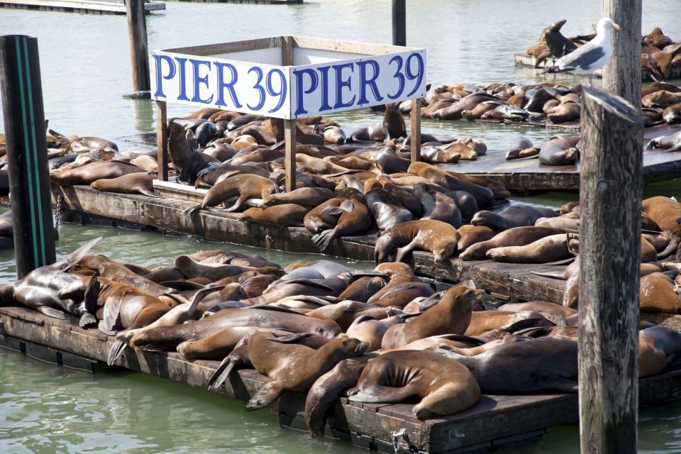 San Francisco Ultimate City Tour with Bay Cruise Option - FAQ