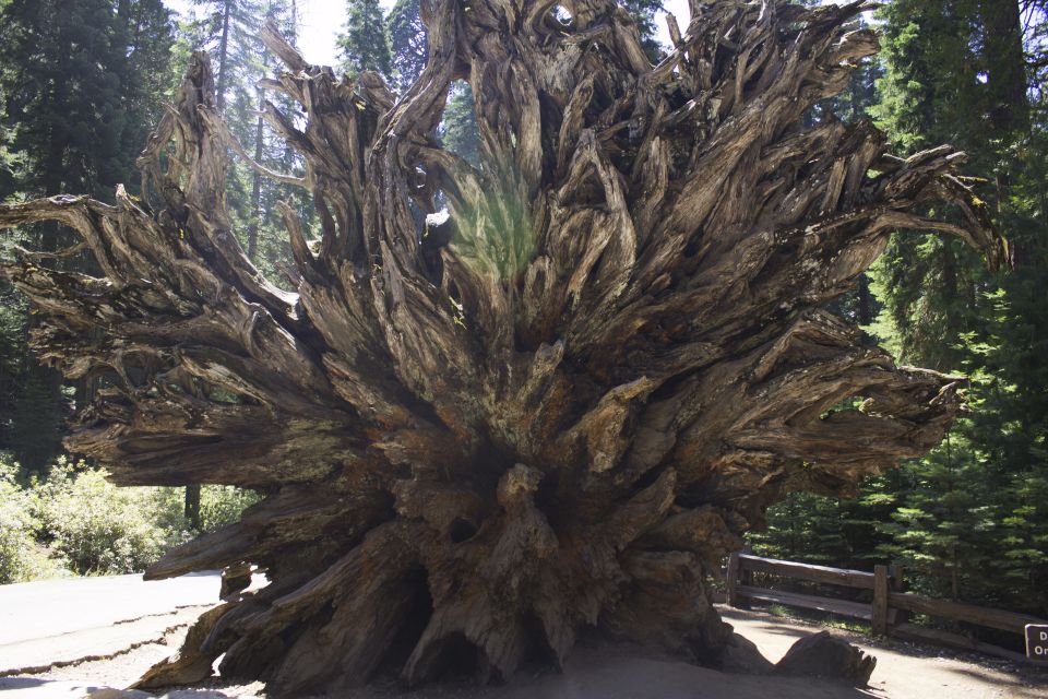 San Francisco: Yosemite, Las Vegas, Bryce & Zion, 6-Day Tour - Exploring the 6-Day San Francisco to Southwest National Parks & Cities Tour