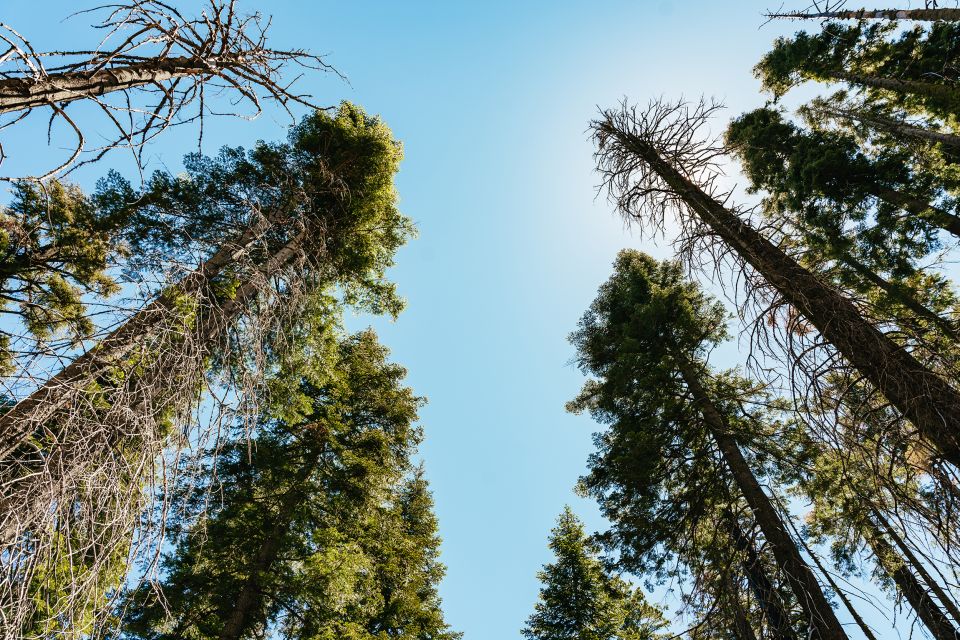 San Francisco: Yosemite National Park & Giant Sequoias Hike - FAQ