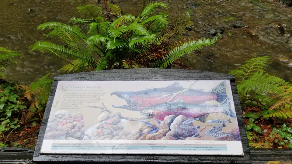 San Fransico: Muir Woods & Marin Headlands Private Tour - Key Points