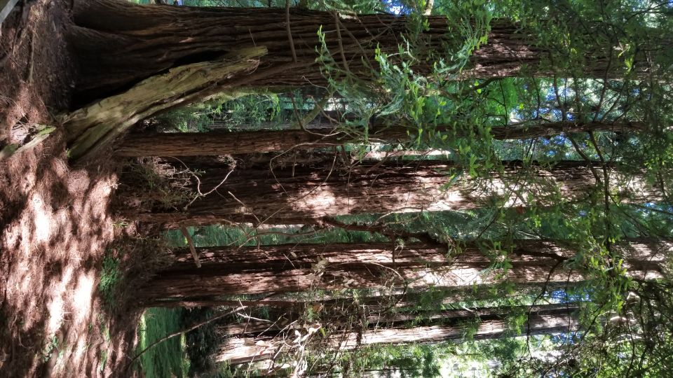 San Fransico: Muir Woods & Marin Headlands Private Tour - Potential Drawbacks and Considerations