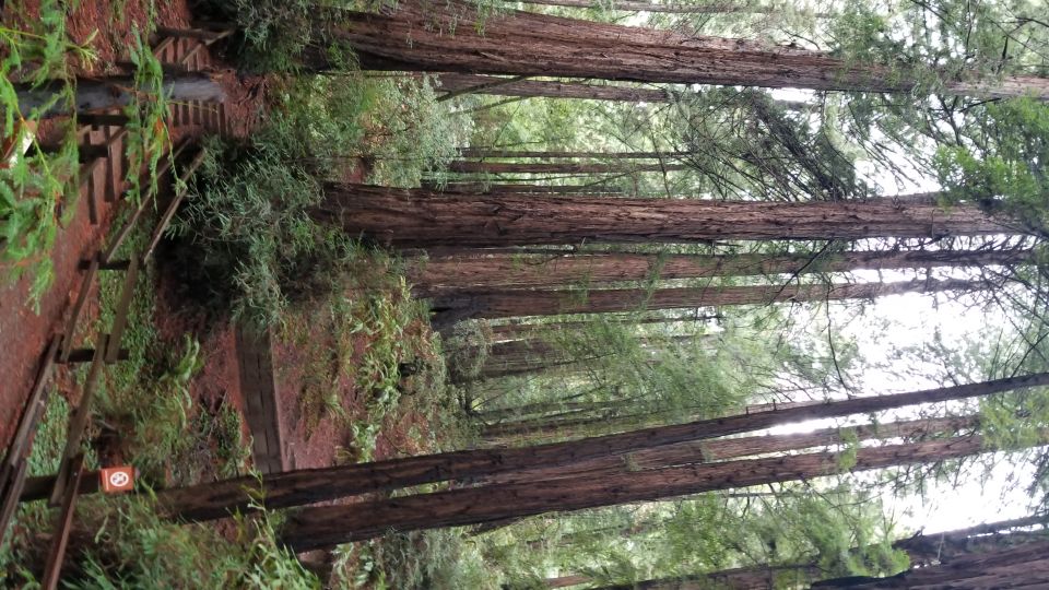 San Fransico: Muir Woods & Marin Headlands Private Tour - Who Would Love This Tour?