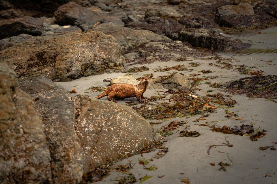 San Juan Island: 3-h Griffin Bay Tour - FAQ