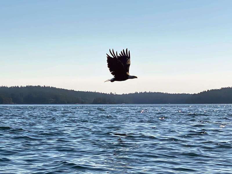 San Juan Island: Full Day Kayaking Tour with Lunch - Who Is This Tour Best For?
