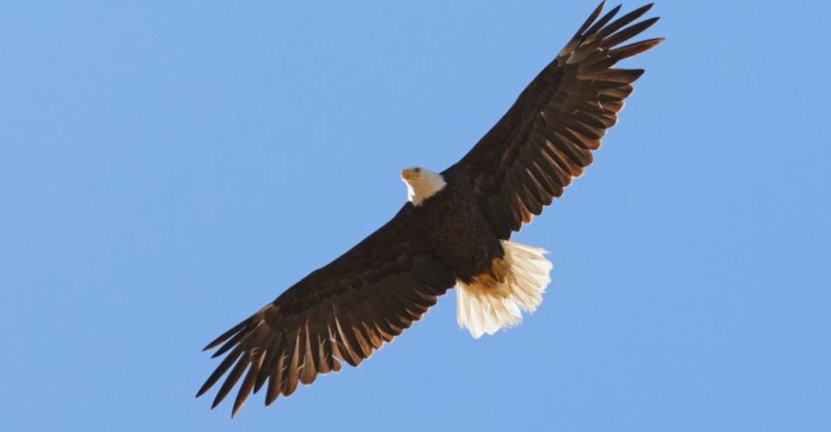 San Luis Obispo: Eagle and Birdwatching Tour by Hummer - Key Points