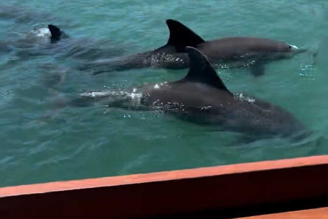 Sandbar & Island Hopping with Dolphins in Madeira Beach - Key Points