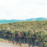 Santa Barbara: 3-Winery Tour Includes Tastings & Lunch inSYV - What Makes This Tour Stand Out?