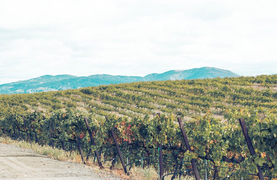 Santa Barbara: 3-Winery Tour Includes Tastings & Lunch inSYV - What Makes This Tour Stand Out?