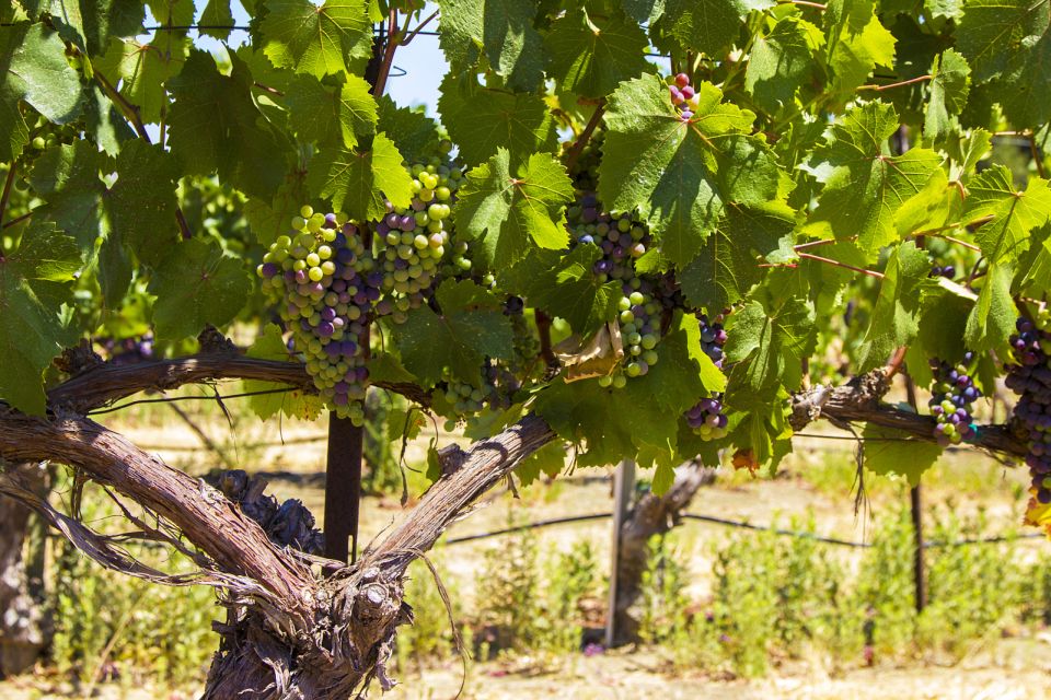 Santa Barbara: Wine Country Tour with Lunch - FAQs  