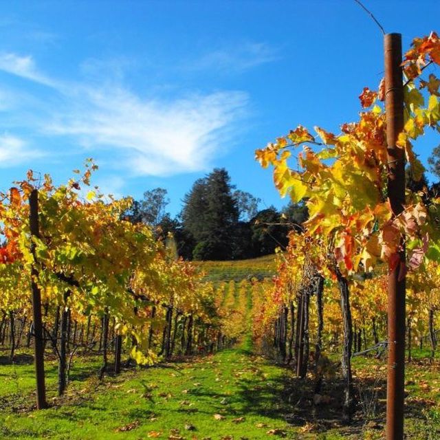 Santa Cruz: Private Custom Wine Tour with Hotel Pickup - Who Is This Tour Best For?