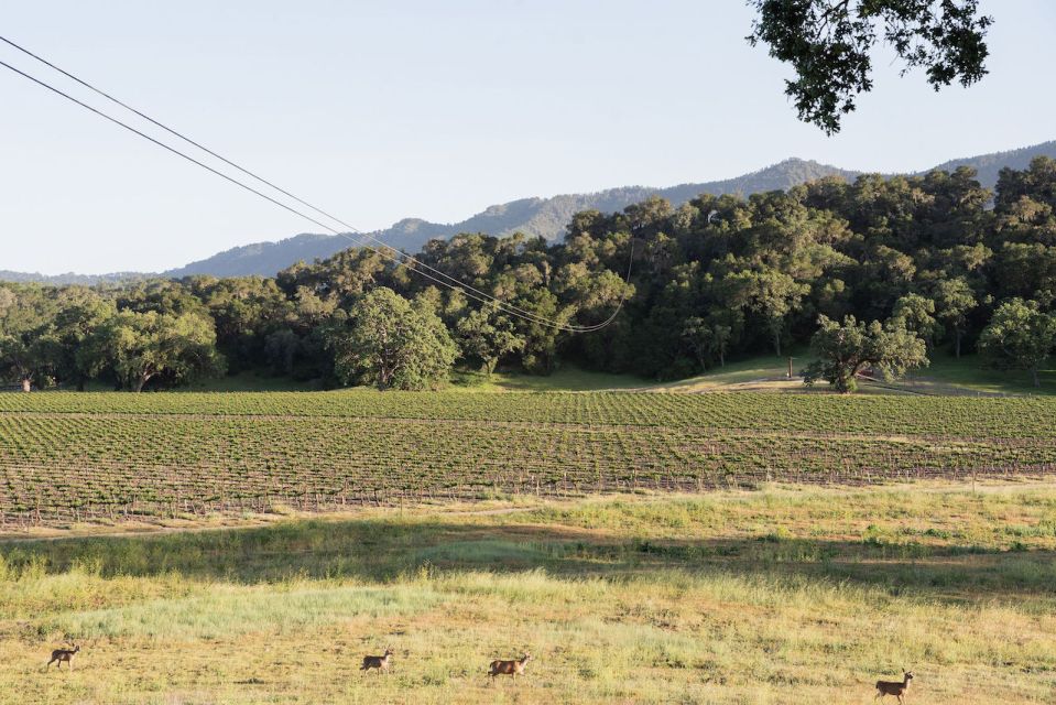 Santa Margarita: Zipline Adventure with 6 Different Ziplines - Why You Should Consider This Tour