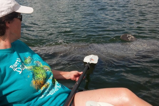 Sarasota Guided Mangrove Tunnel Kayak Tour - An In-Depth Look at the Sarasota Guided Mangrove Tunnel Kayak Tour