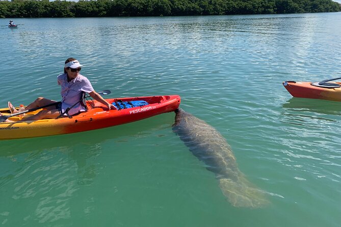 Sarasota Mangrove Tunnel Guided Kayak Adventure - Analyzing Value and Practicalities