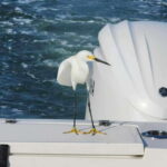 Sarasota Sunset Charter - The Sum Up