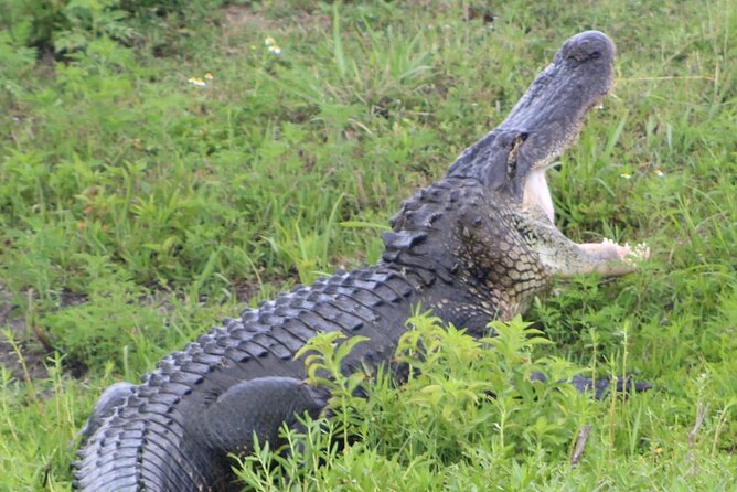 Sassys Silver Springs Kayak and Paddleboard Tours - What to Expect in the Itinerary