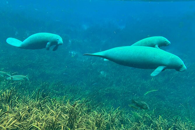 Sassys Silver Springs Kayak and Paddleboard Tours - The Sum Up: Is It Worth It?
