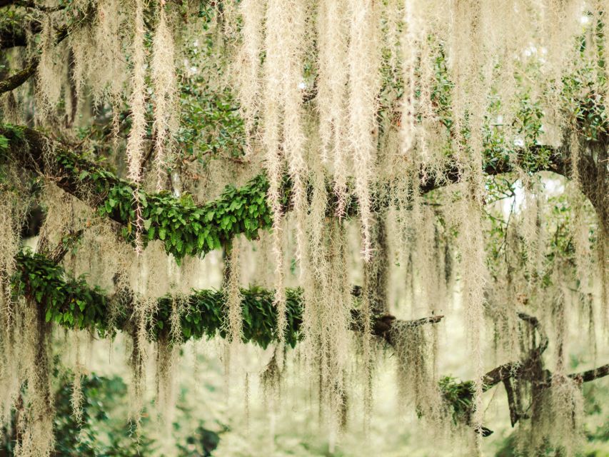 Savannah: Bonaventure Cemetery Tour - An Authentic Walk Through Savannah’s Iconic Cemetery