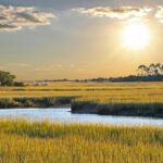 Savannah Coastal Dolphin Eco Tour - Authentic Insights from Reviewers