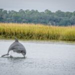 Savannah: Dolphin Spotting and Wildlife Eco Cruise - Who Will Love This Tour?