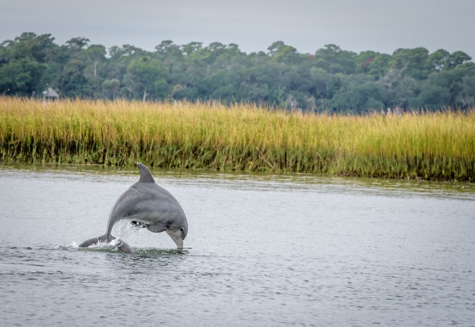 Savannah: Dolphin Spotting and Wildlife Eco Cruise - Who Will Love This Tour?