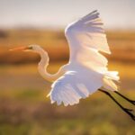 Savannah: Sunset Dolphin Watching Eco Tour by Boat - The Value of This Eco Tour
