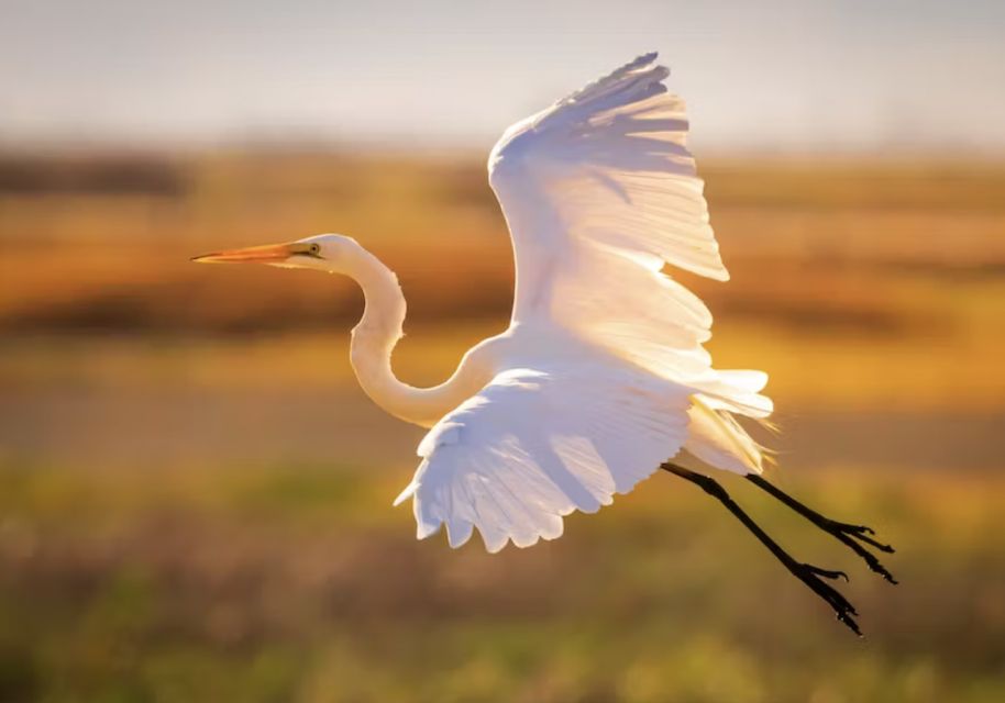 Savannah: Sunset Dolphin Watching Eco Tour by Boat - The Value of This Eco Tour
