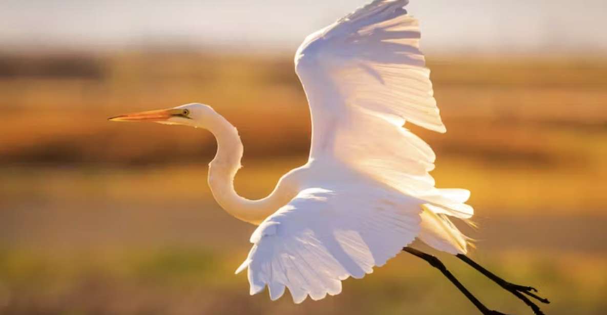 Savannah: Sunset Dolphin Watching Eco Tour by Boat - What You Can Expect in Detail