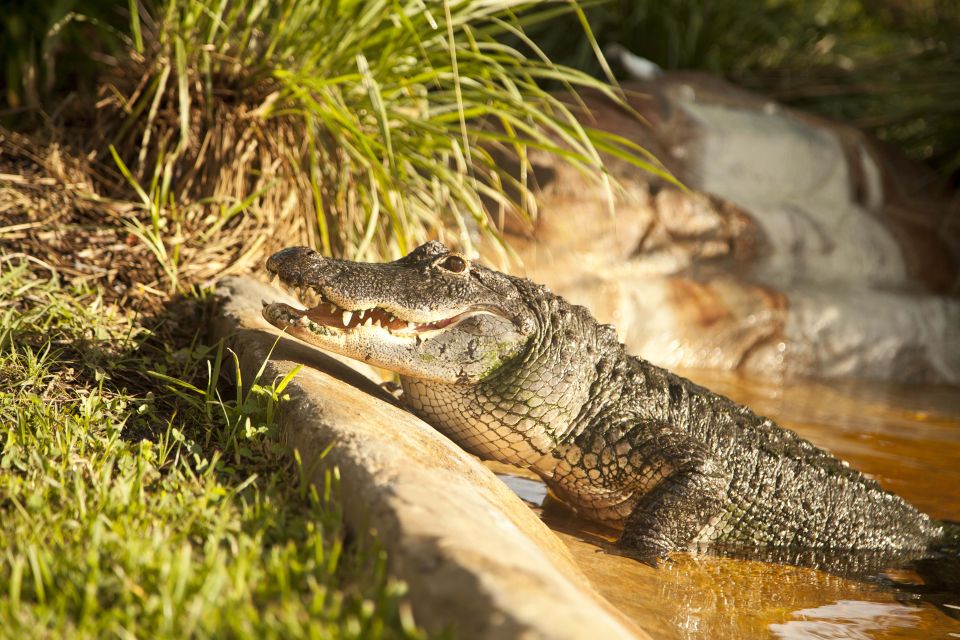 Sawgrass Park: Private 1-Hour Airboat Adventure Tour - Introduction
