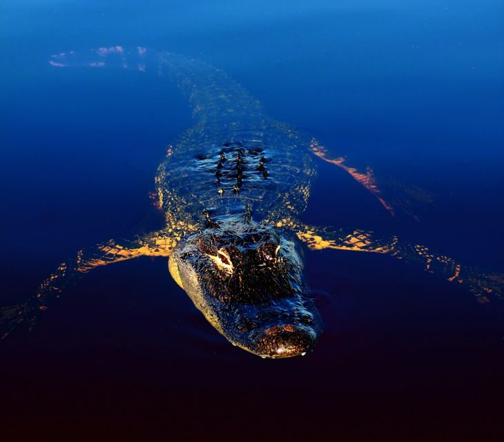 Sawgrass Park: Private 1-Hour Airboat Adventure Tour - The Sum Up