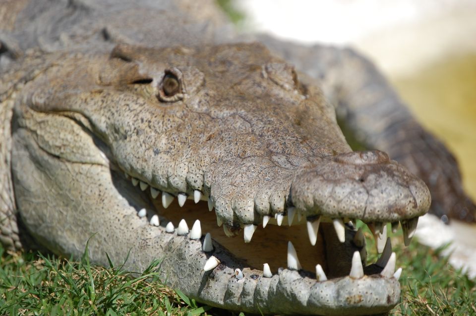Sawgrass Park: Private 1-Hour Airboat Adventure Tour - Value for Money