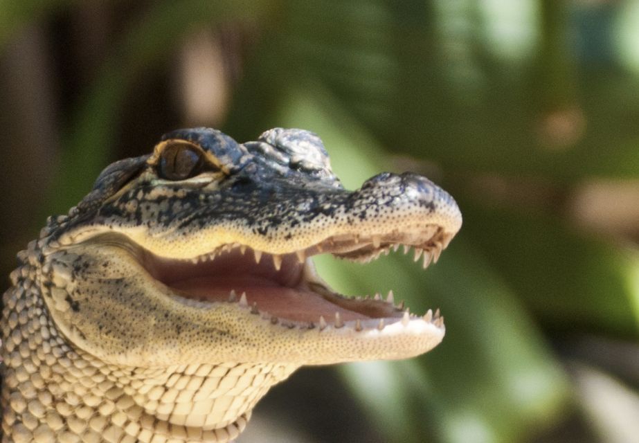 Sawgrass Park: Private 1-Hour Airboat Adventure Tour - What Travelers Say