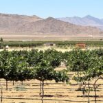 Scenic Desert Wine, Distillery Tastings/Brewery/RT66 & Lunch - Little Old Wine Drinkers Vineyard