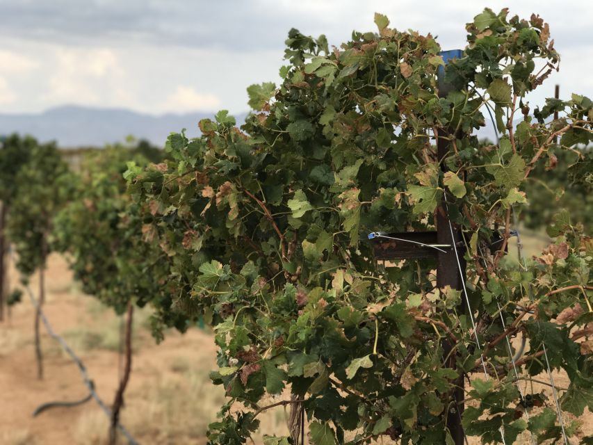 Scenic Desert Wine, Distillery Tastings/Brewery/RT66 & Lunch - Final Return and Reflection