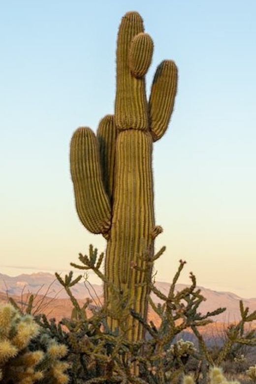 Scottsdale: McDowell Sonoran Preserve Hiking Tour - An In-Depth Look at the McDowell Sonoran Preserve Hiking Tour