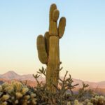 Scottsdale: McDowell Sonoran Preserve Hiking Tour - Who Should Consider This Tour?