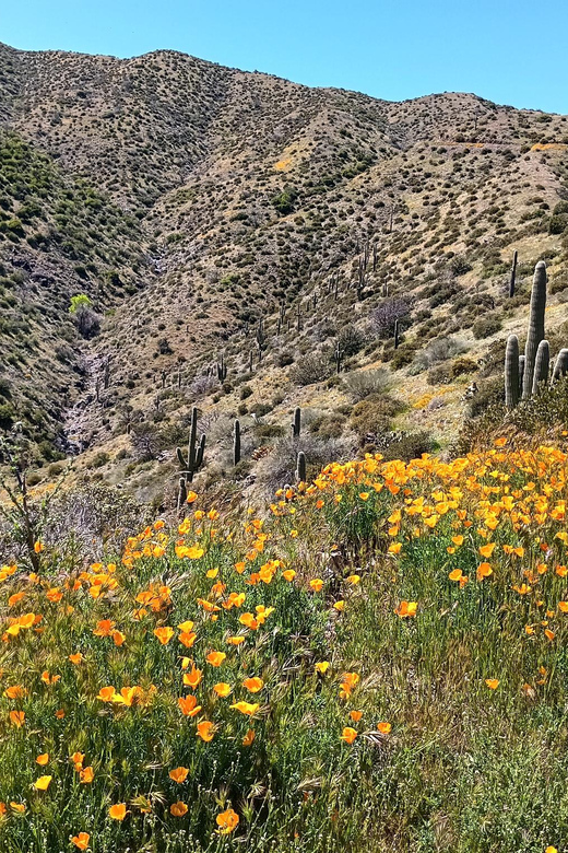 Scottsdale: Sonoran Desert to MountainTop Jeep Tour - An Up-Close Look at the Itinerary
