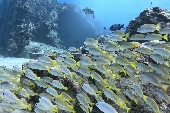 SCUBA Dive at Electric Beach with Photos -No Certification Needed - Final Thoughts: Is It Worth It?